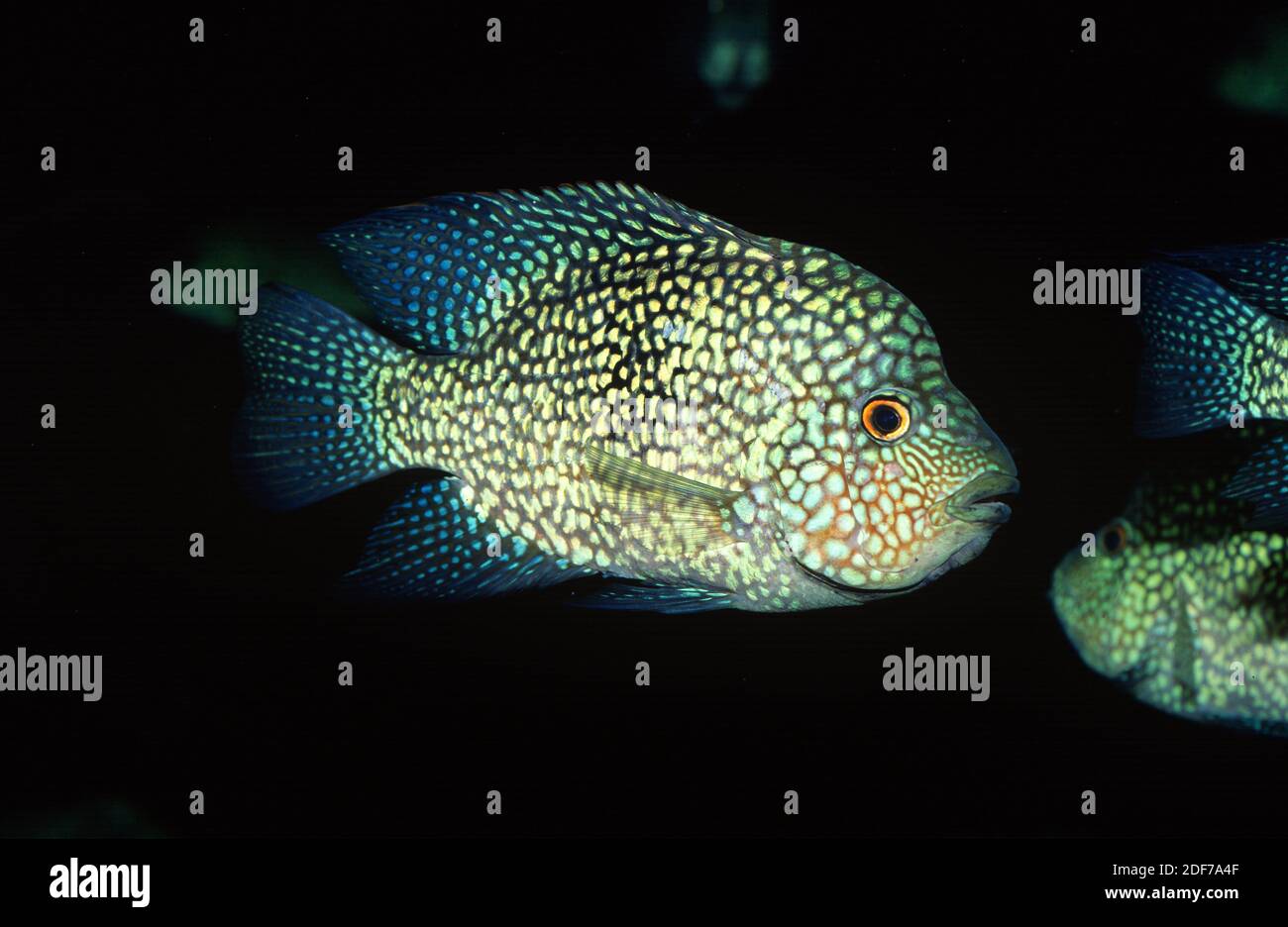 Northeastern Mexico High Resolution Stock Photography and Images - Alamy