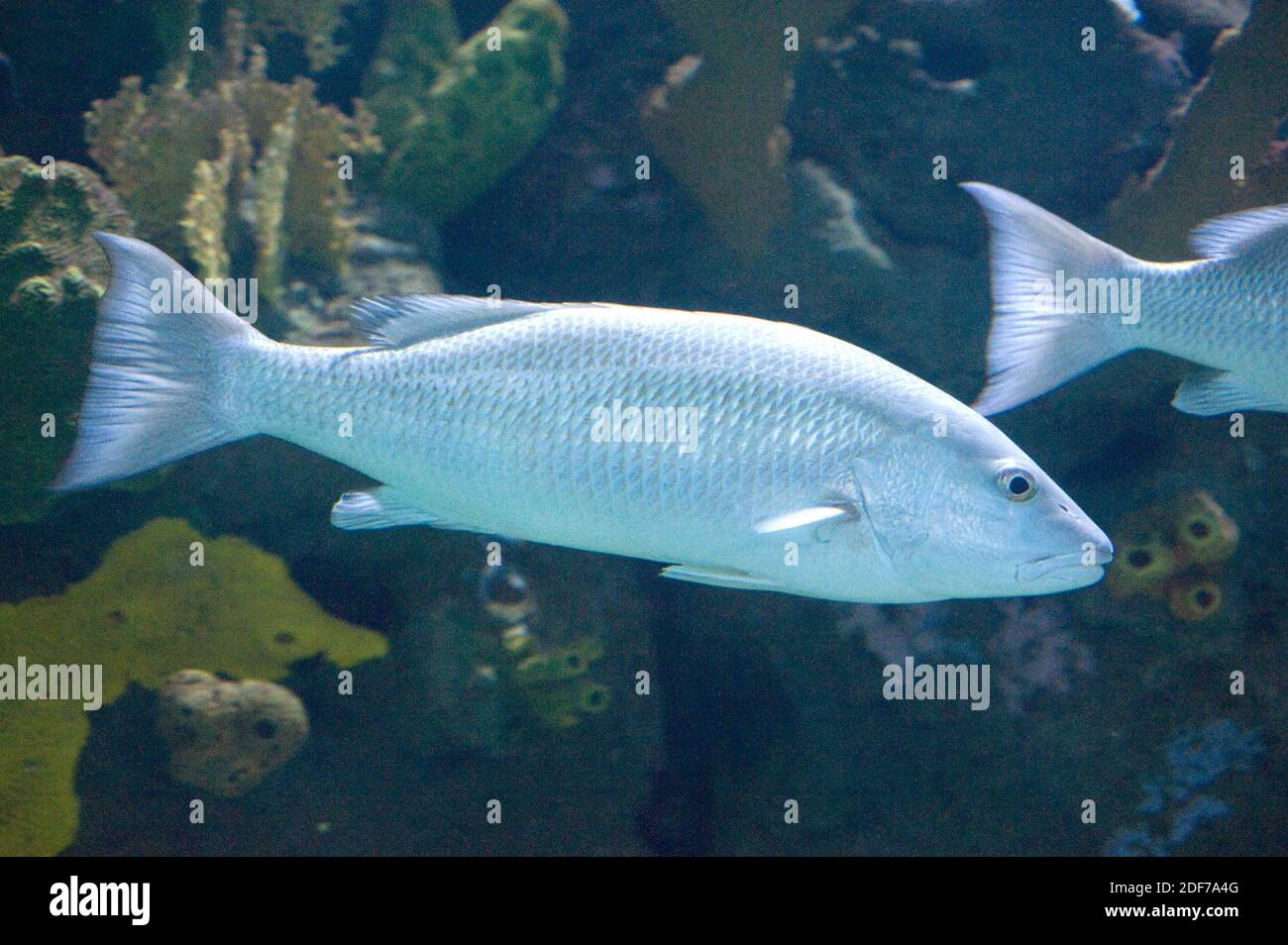 Mangrove snapper High Resolution Stock Photography and Images - Alamy