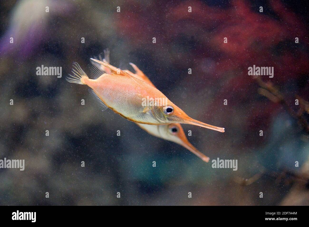 Longspine snipefish hi-res stock photography and images - Alamy