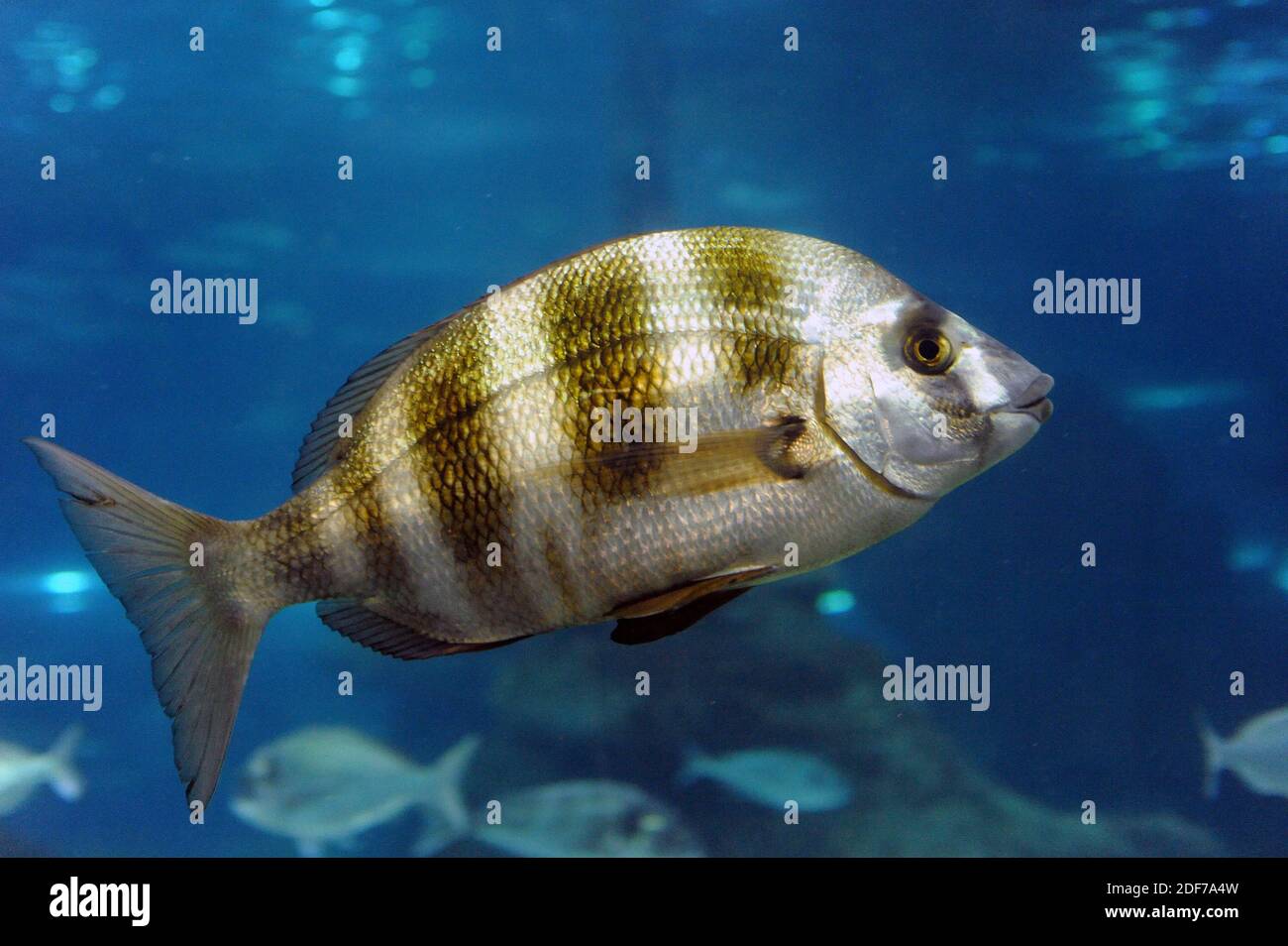 Zebra Sea Bream High Resolution Stock Photography and Images - Alamy