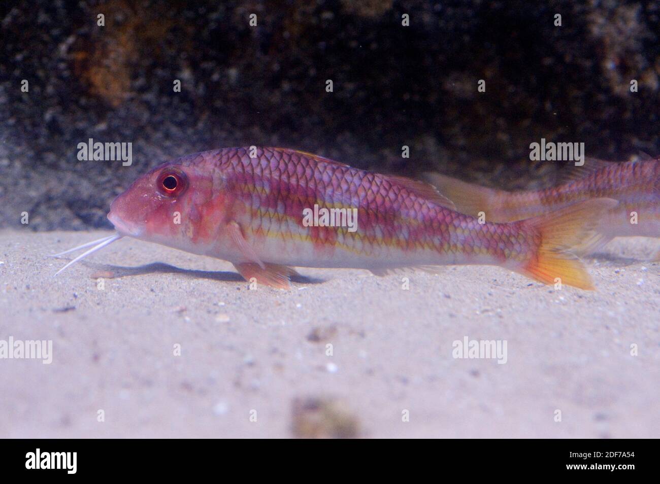 Surmullet Fish High Resolution Stock Photography and Images - Alamy