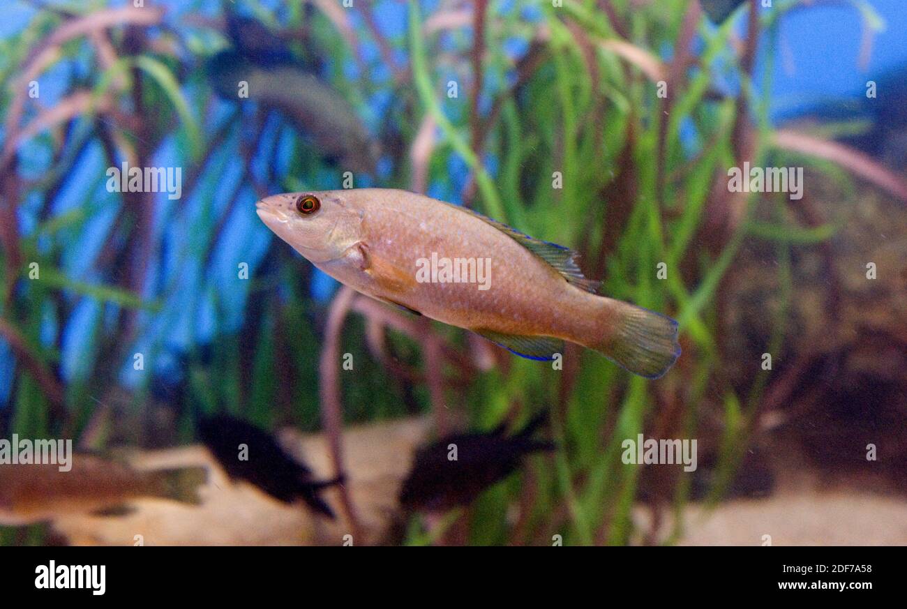 Brown wrasse hi-res stock photography and images - Alamy