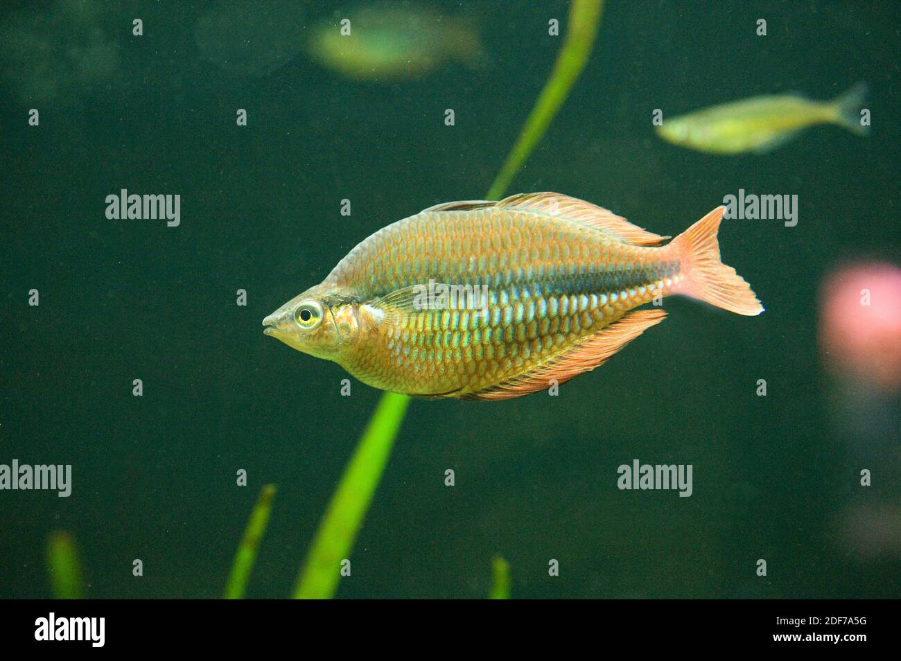 Rainbowfish High Resolution Stock Photography and Images - Alamy