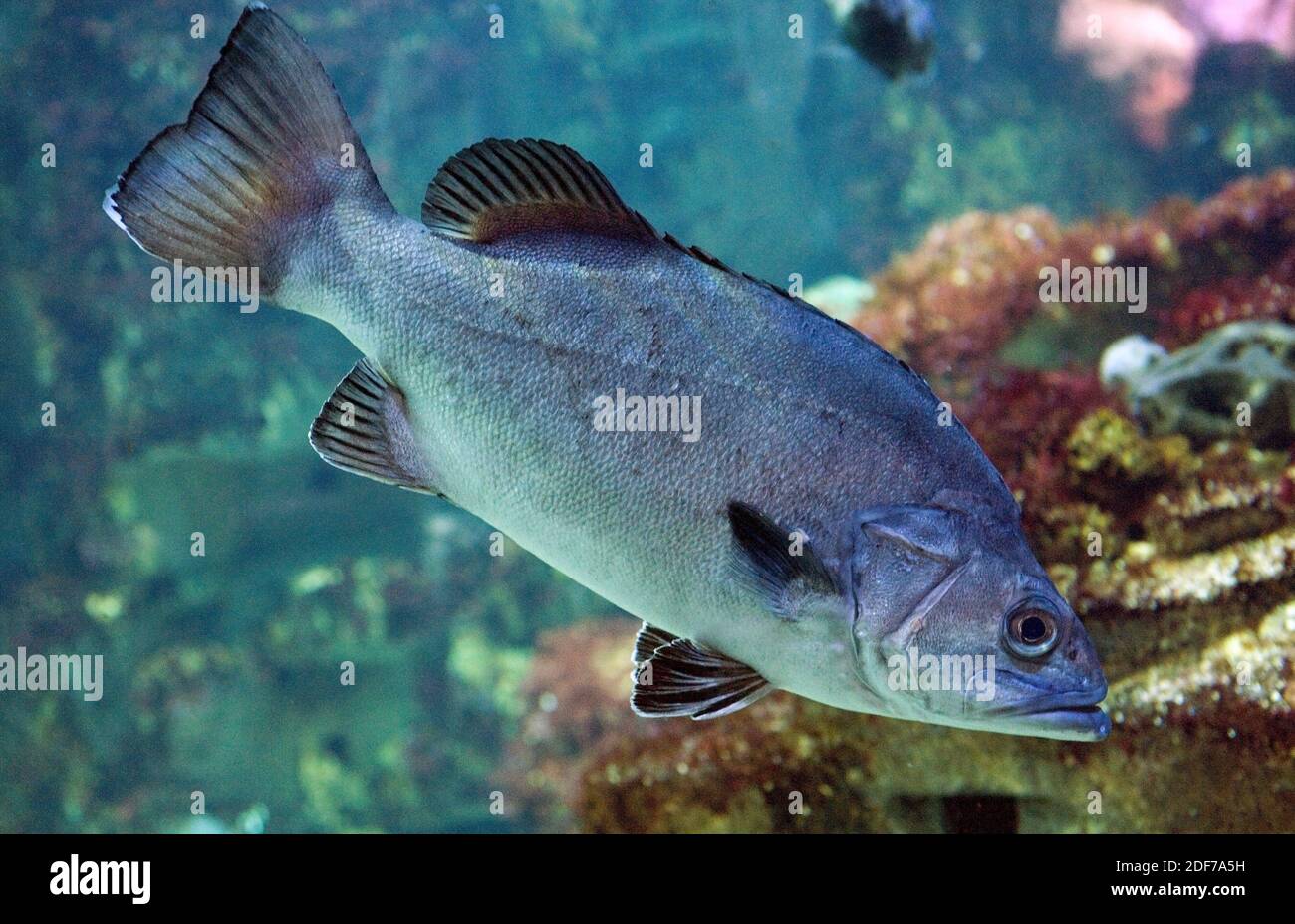Mero Fish High Resolution Stock Photography and Images - Alamy