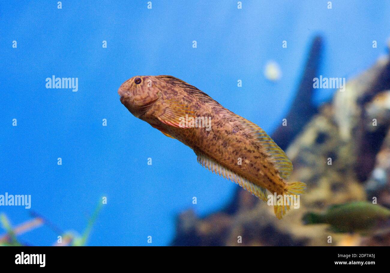 Shanny hi-res stock photography and images - Alamy