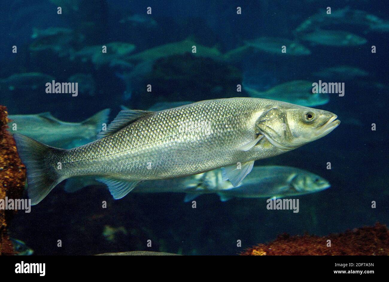 Bass fish hi-res stock photography and images - Alamy