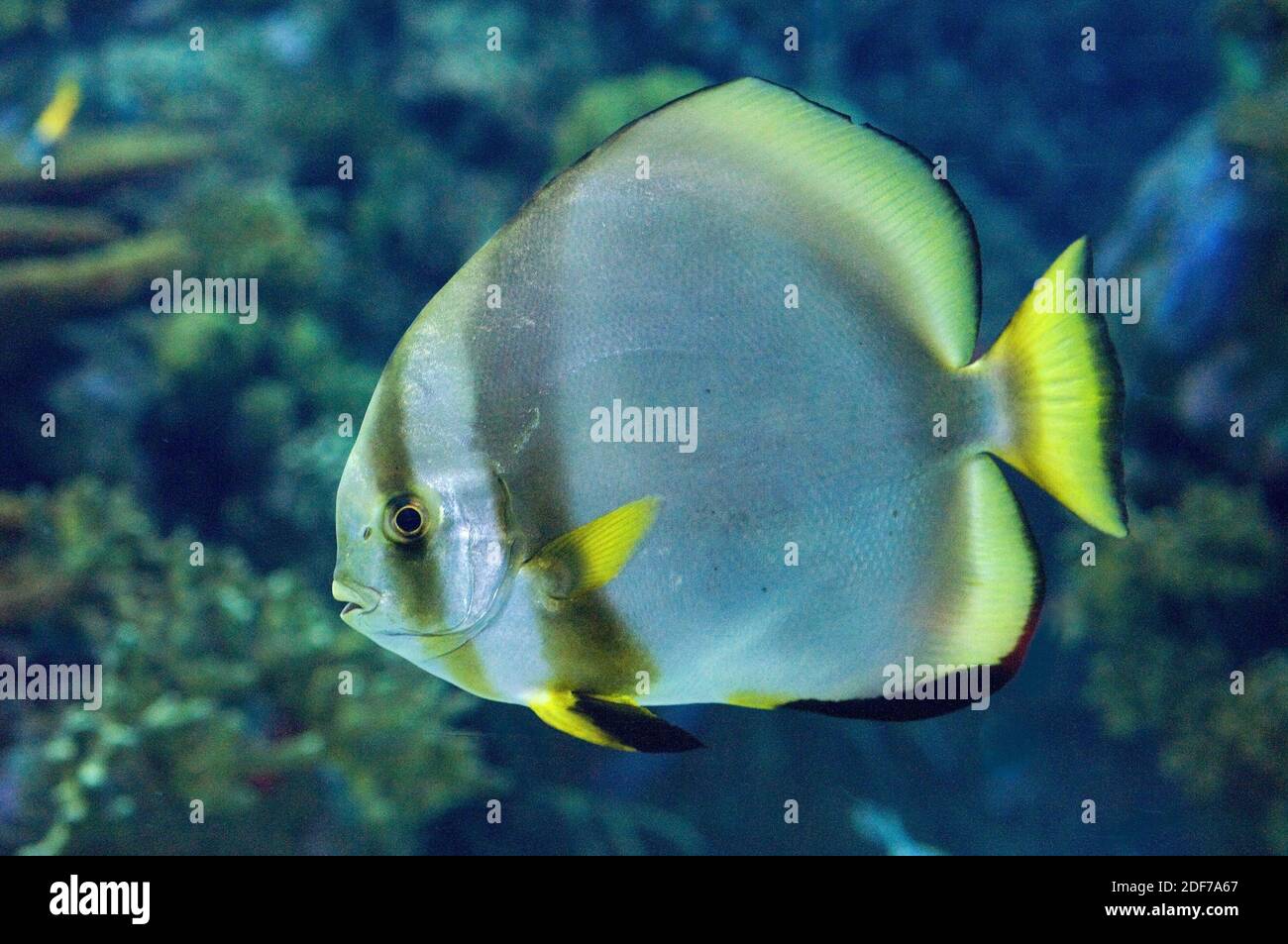Ephippidae indo pacific ocean hi-res stock photography and images - Alamy