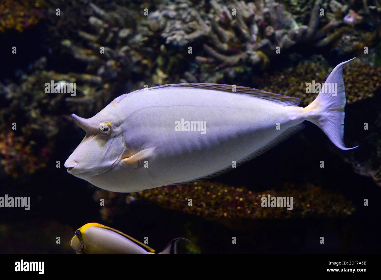 Bluespine unicornfish unicorn fish naso hi-res stock photography and ...
