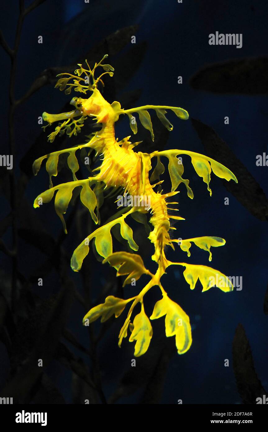 Cryptic fish hi-res stock photography and images - Alamy