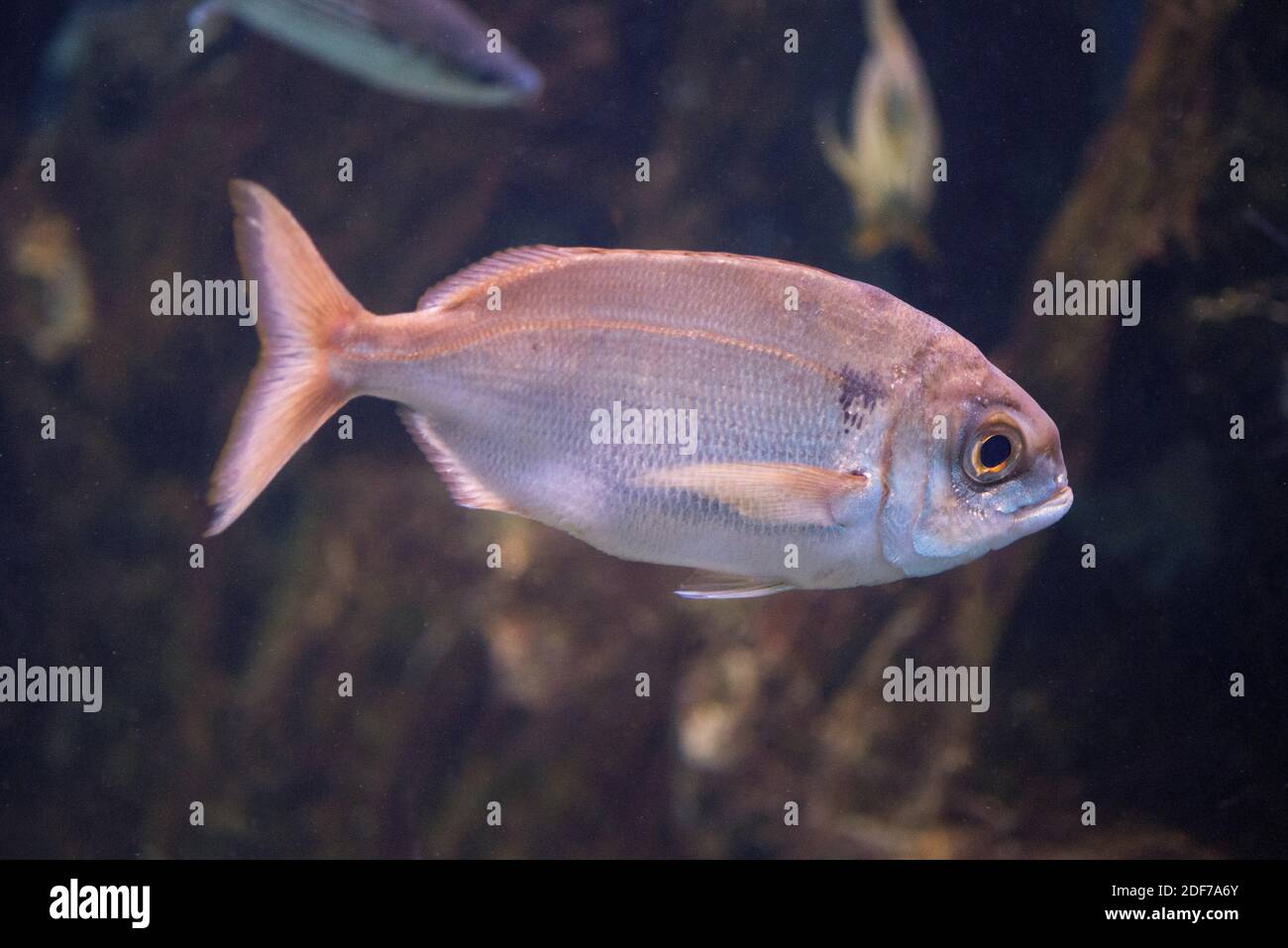 Besugo fish hi-res stock photography and images - Alamy