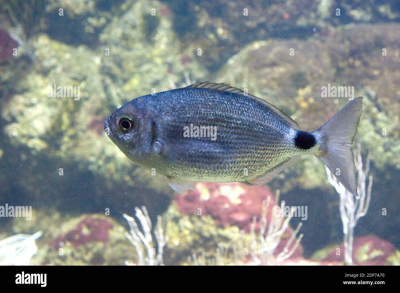 Bony bream fish hi-res stock photography and images - Alamy
