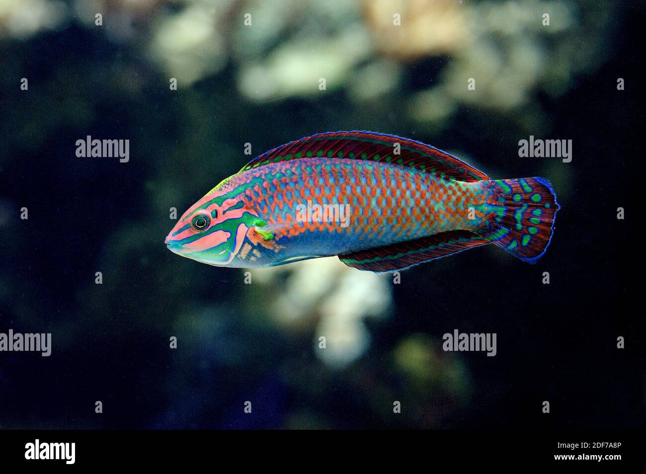 Scarus iseri hi-res stock photography and images - Alamy