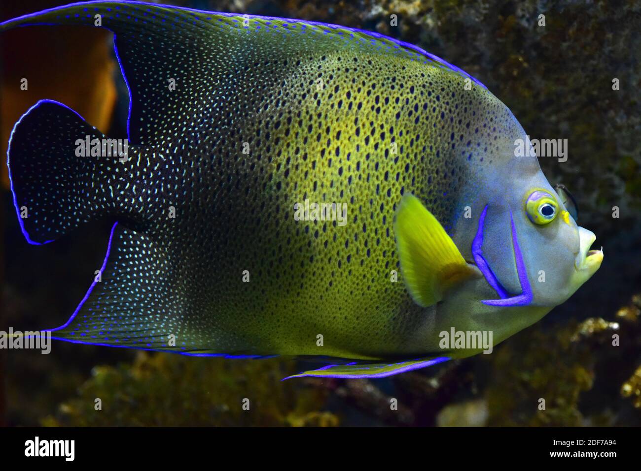 Angelfish french hi-res stock photography and images - Alamy