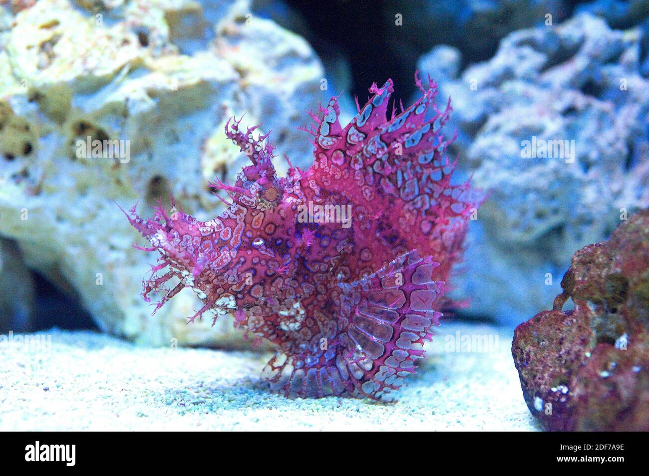 Cryptic fish hi-res stock photography and images - Alamy