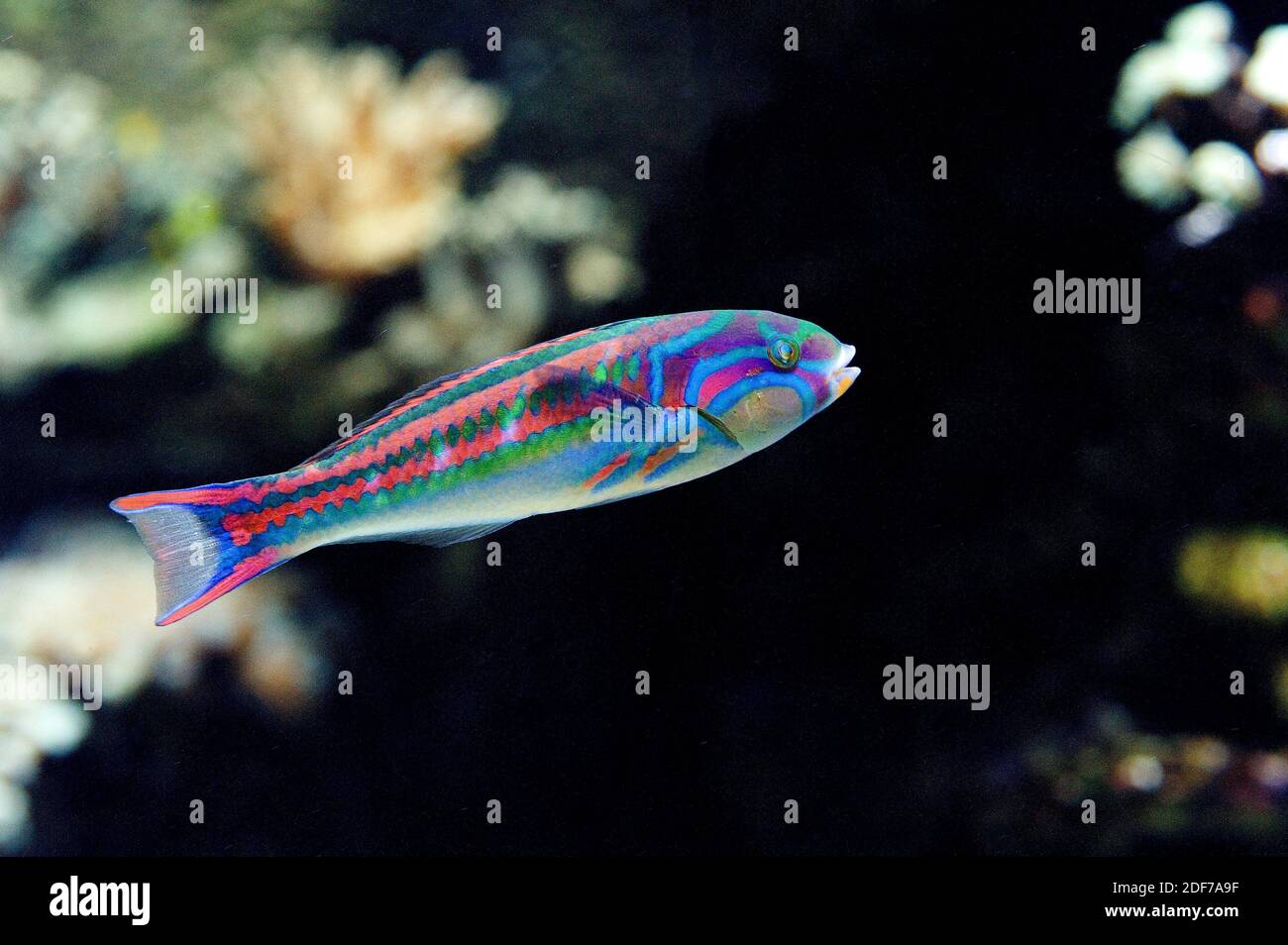 Scarus iseri hi-res stock photography and images - Alamy