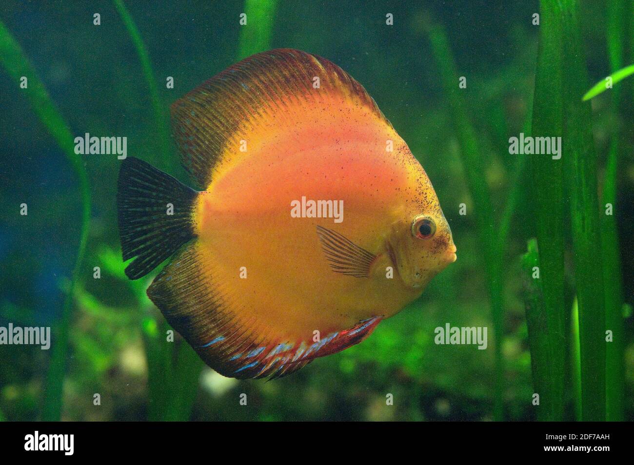 Aquarium symphysodon aequifasciatus hi-res stock photography and images ...