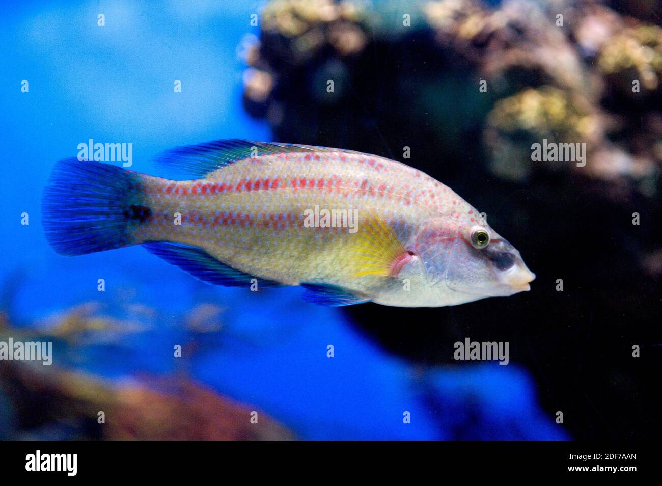 Peacock wrasse (Symphodus tinca) is a marine fish native to ...
