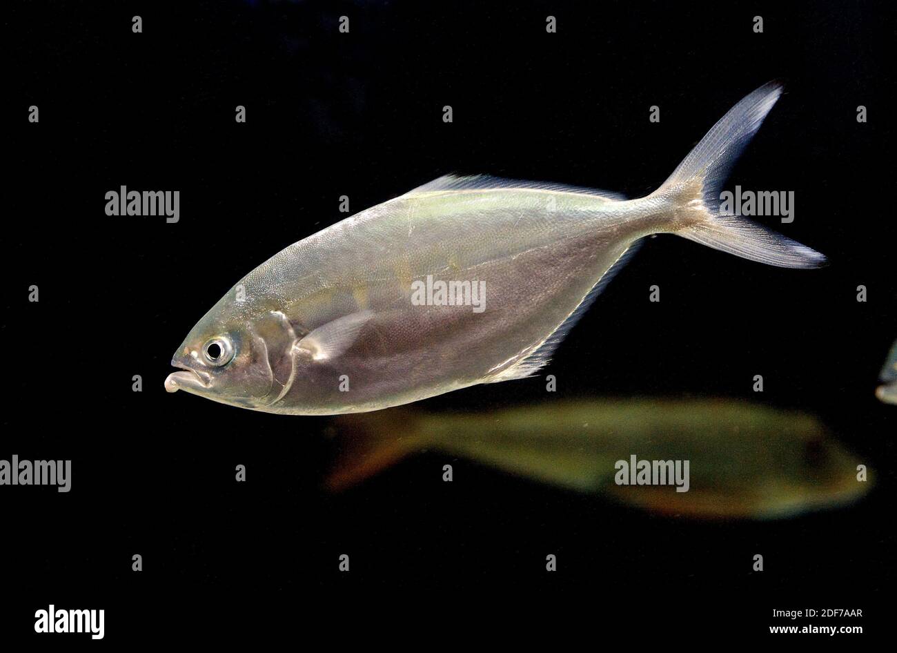 Trachinotus ovatus hi-res stock photography and images - Alamy