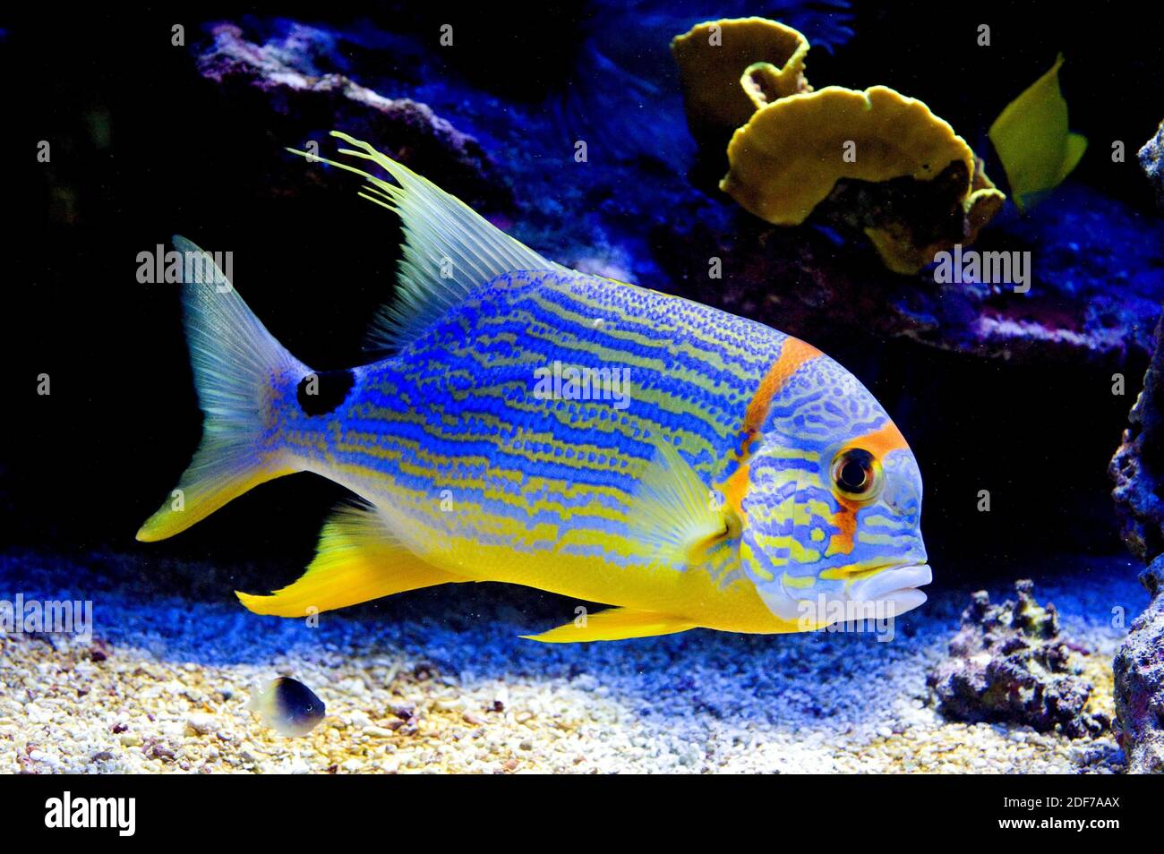 Bony bream fish hi-res stock photography and images - Alamy