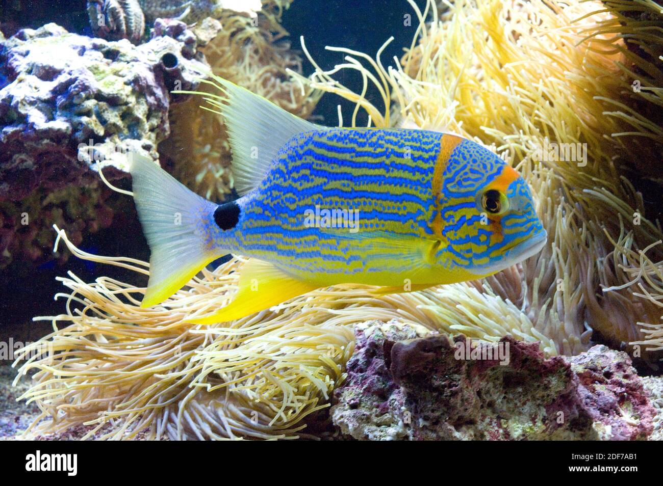 Bony bream fish hi-res stock photography and images - Alamy