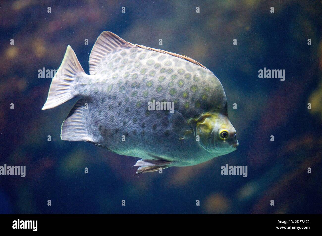 Argus fish hi-res stock photography and images - Alamy