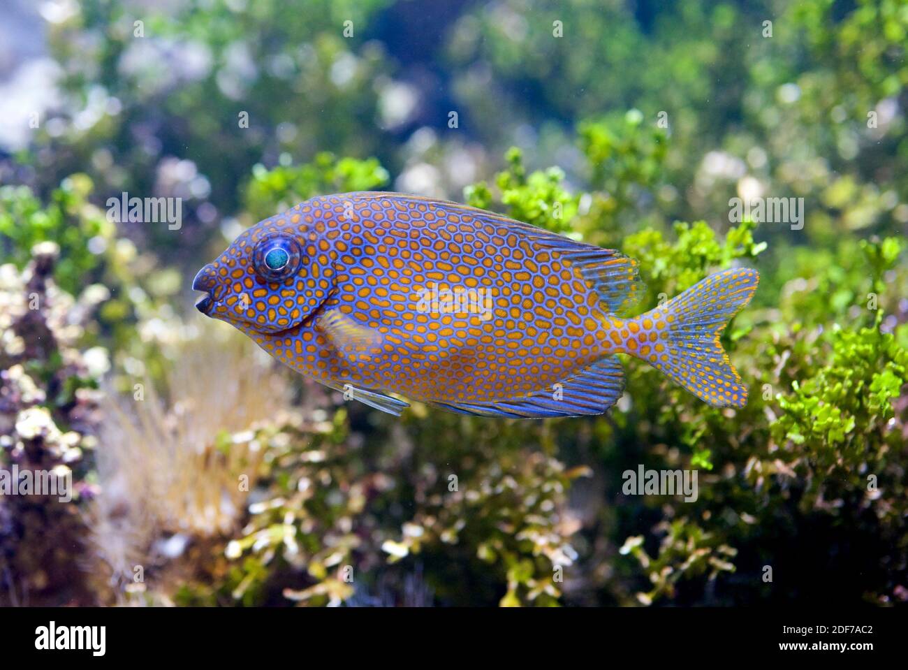 Gold-spotted rabbitfish (Siganus punctatus) is a marine fish native to ...