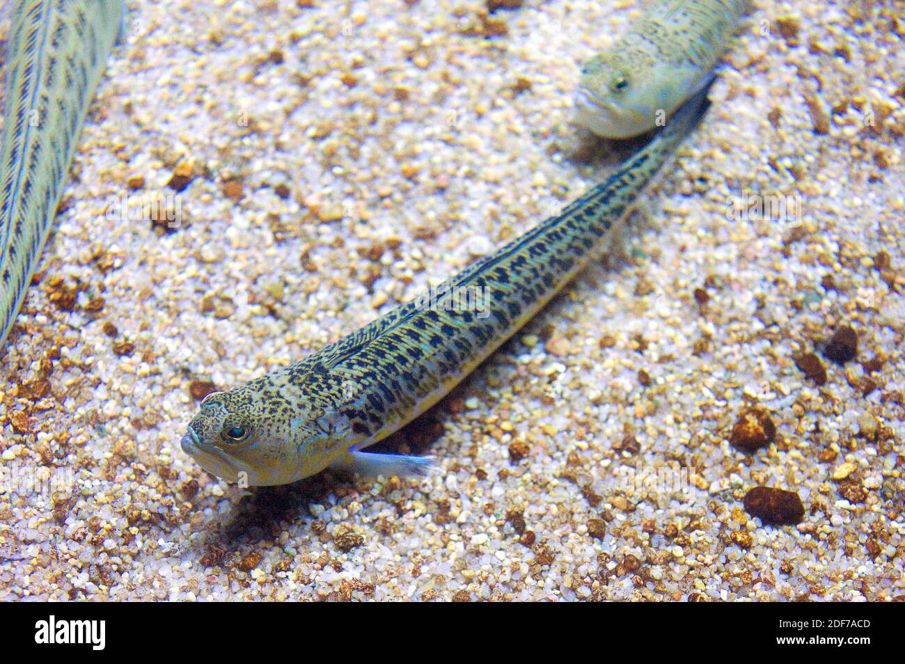 Weever trachinidae fish marine hi-res stock photography and images - Alamy