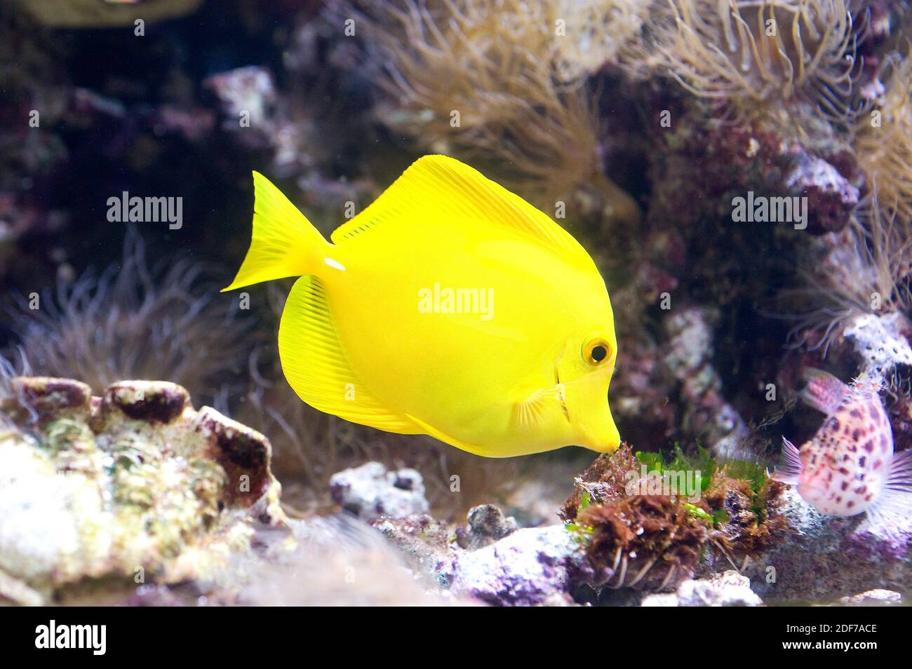 Coral Reef Fish Yellow