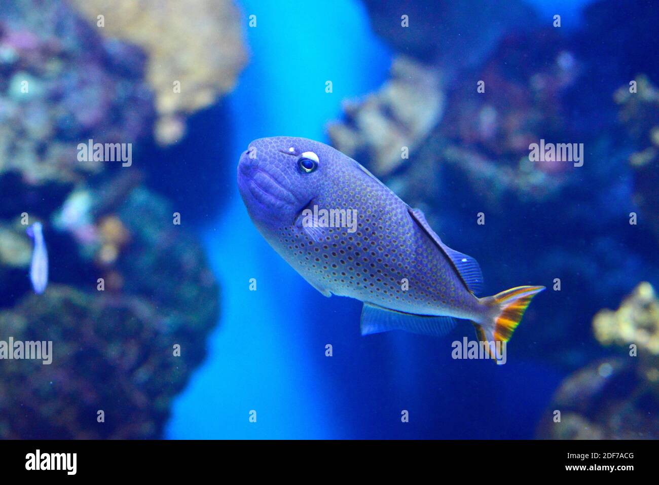 Reef Safe Trigger Fish