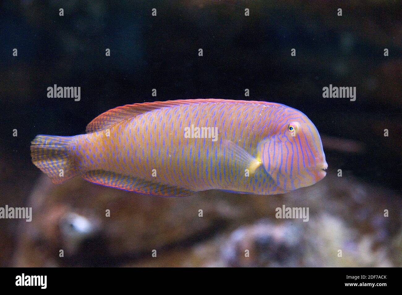 Xyrichthys hi-res stock photography and images - Alamy