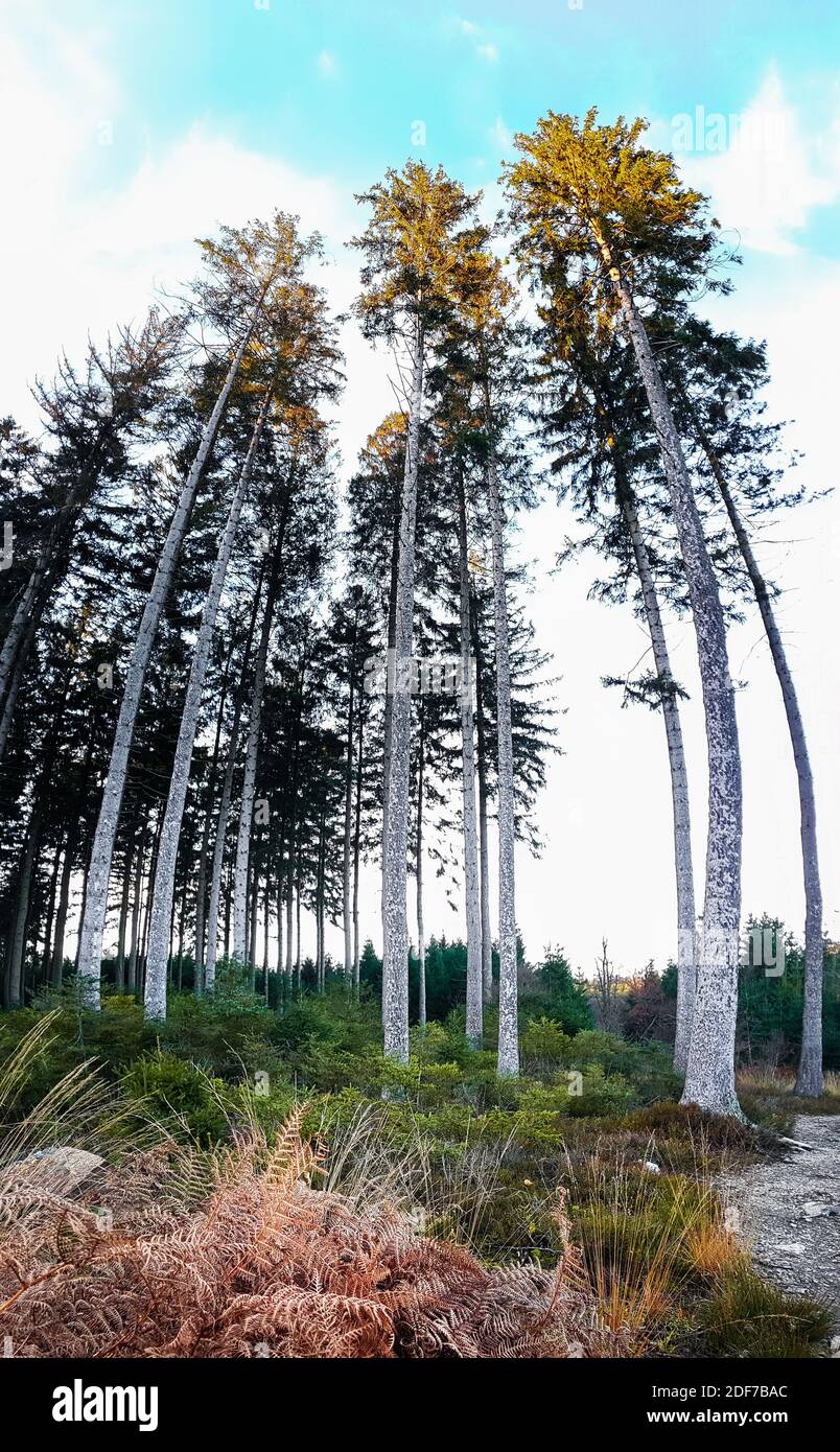 Tall pine trees, view from the bottom. Big distortion due to wide angle ...