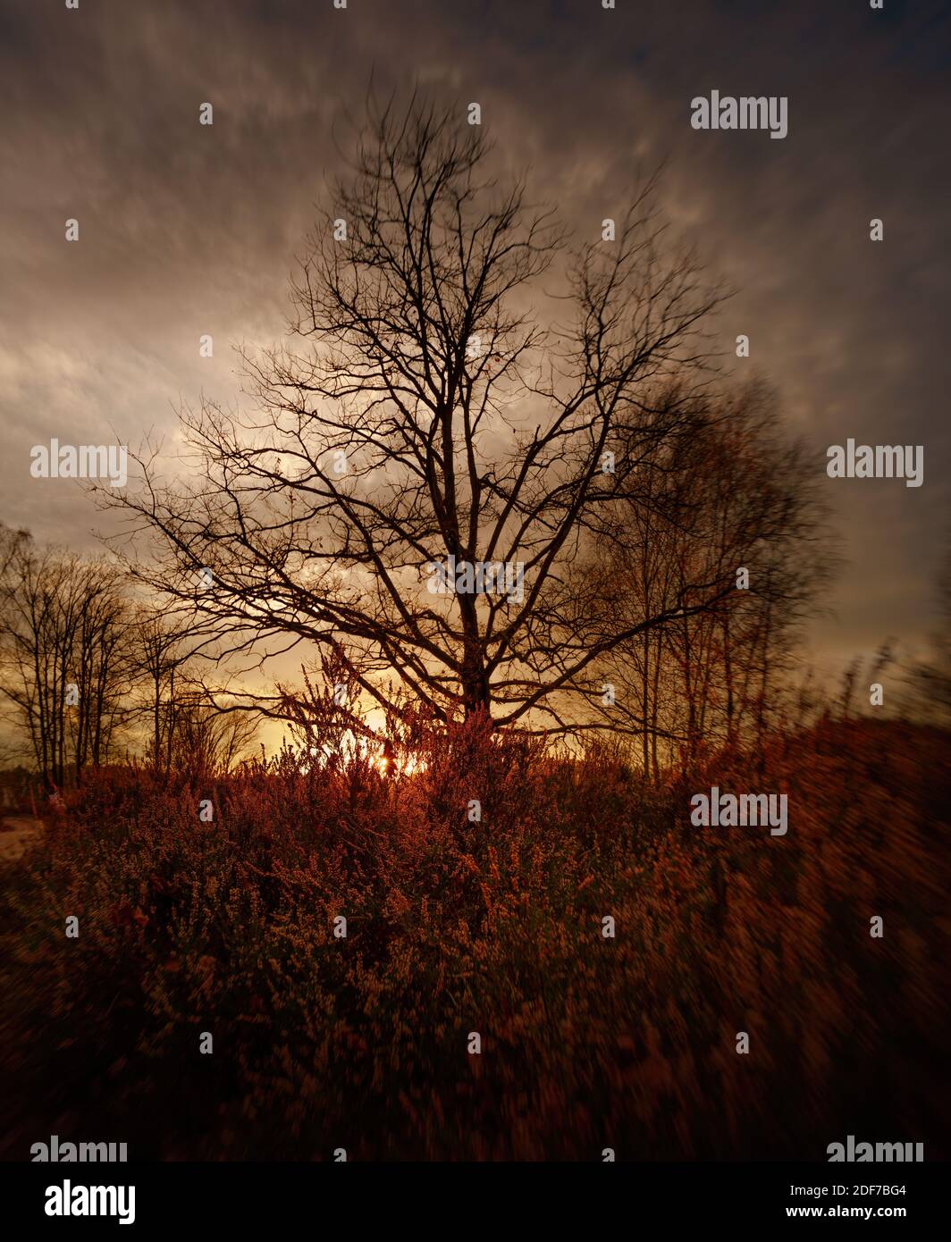Beautiful autumnal sunset forest hi-res stock photography and images ...