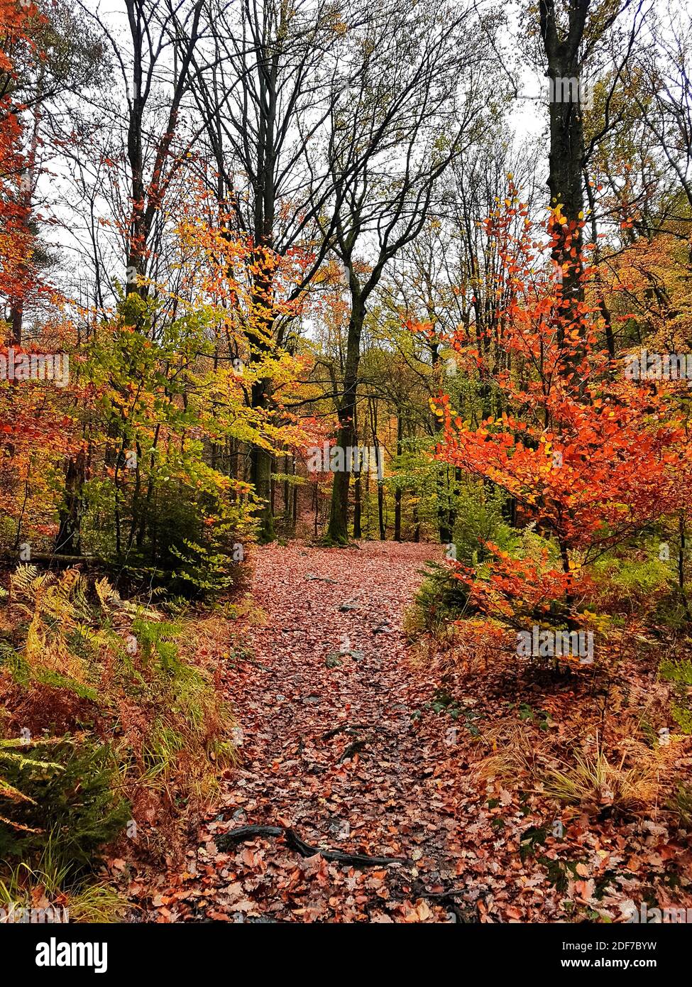 walking path in the forest at autumn time. Nobody Stock Photo - Alamy