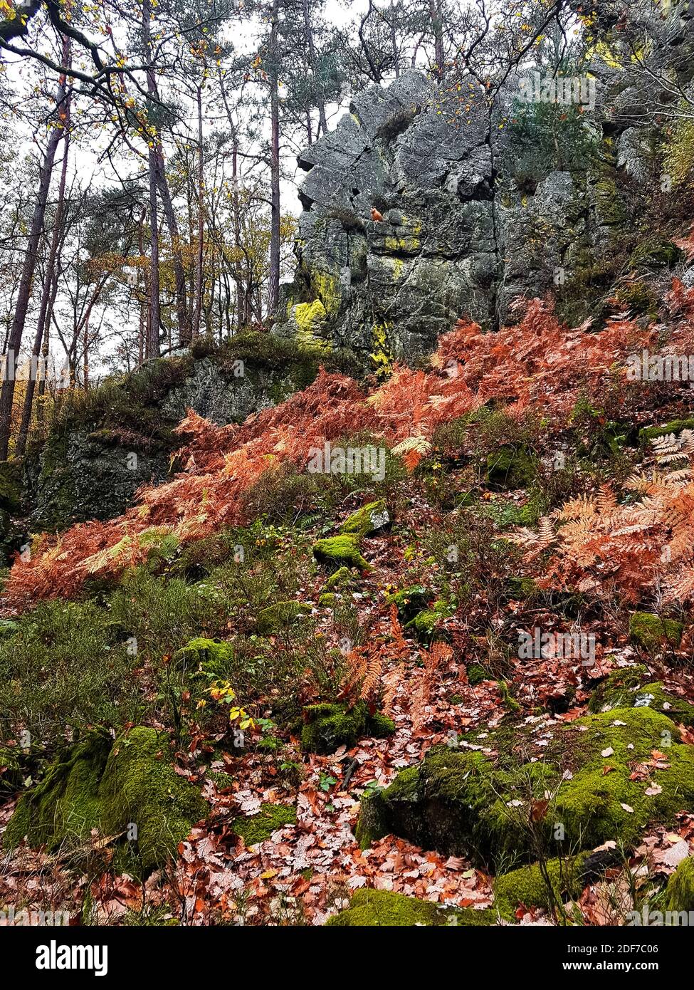 Big rock in the forest at autumn, nobody Stock Photo - Alamy