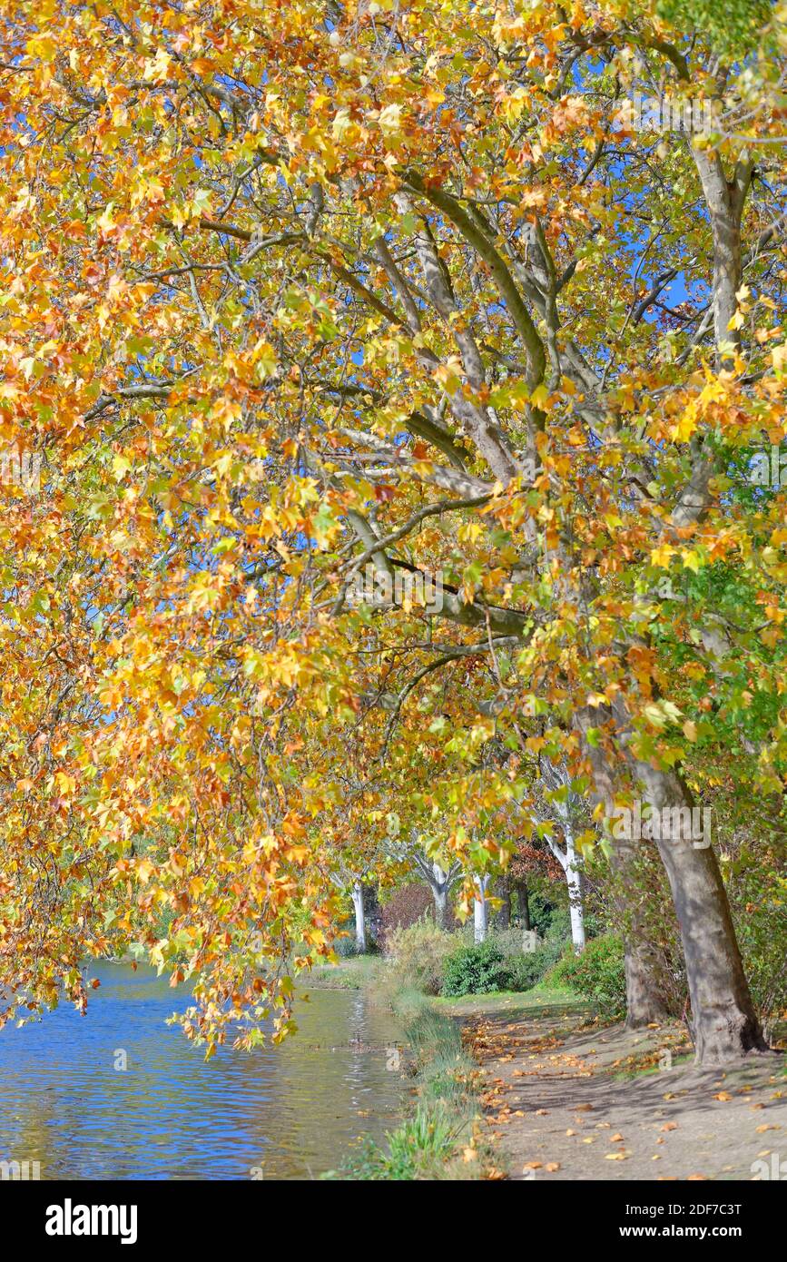 France, Paris, the Bois de Vincennes in autumn, Lake Daumesnil Stock Photo - Alamy
