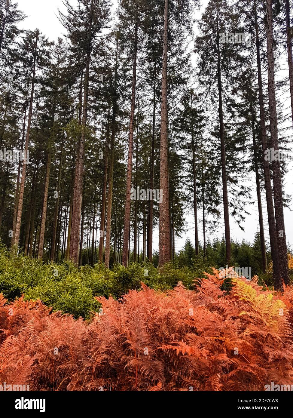 Autumn colors in pine tree forest. Nobody Stock Photo - Alamy