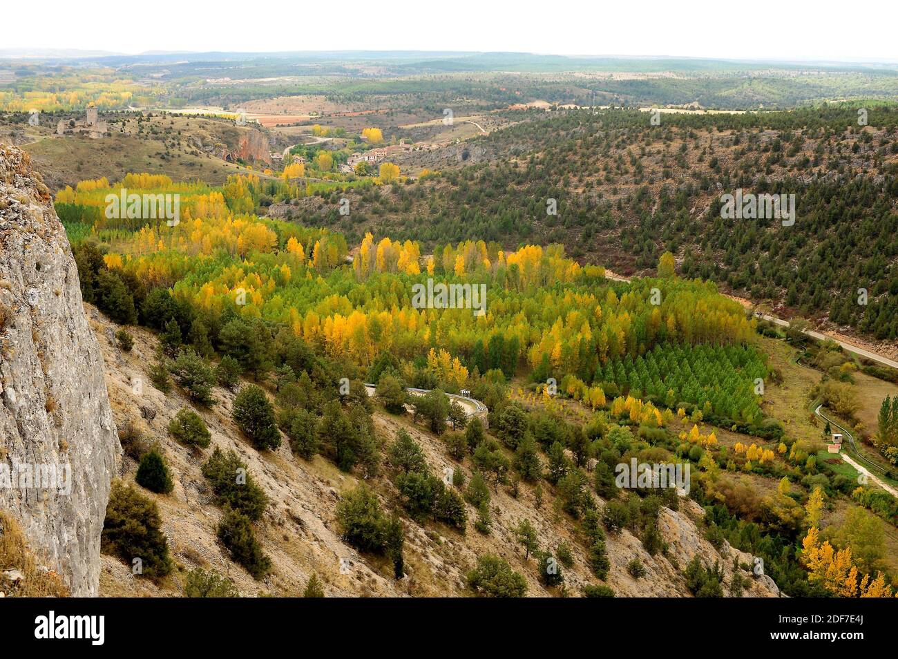 Populus tree hi-res stock photography and images - Alamy