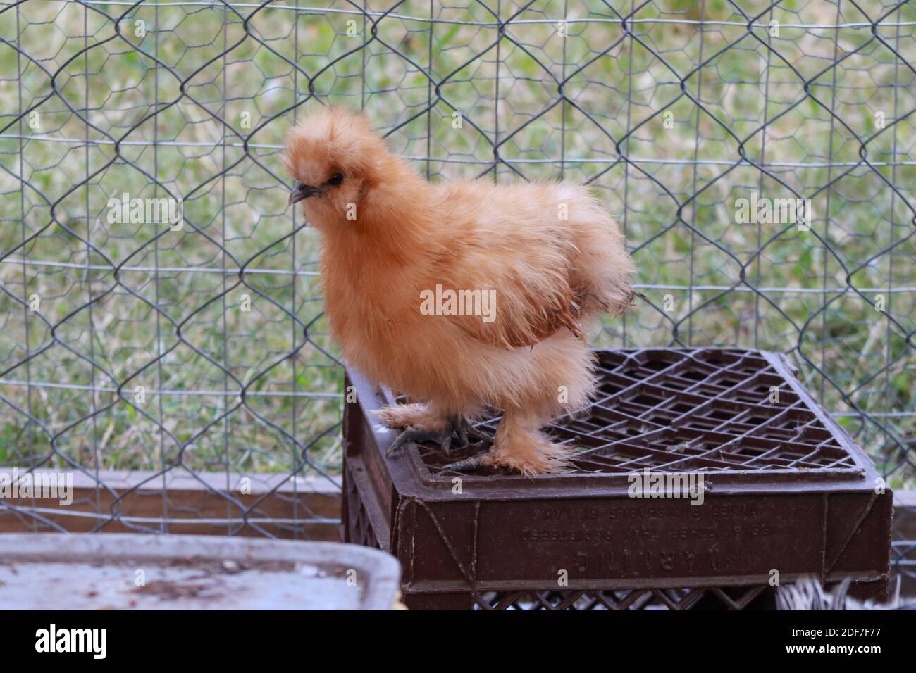 Brown bantam chicken hi-res stock photography and images - Alamy