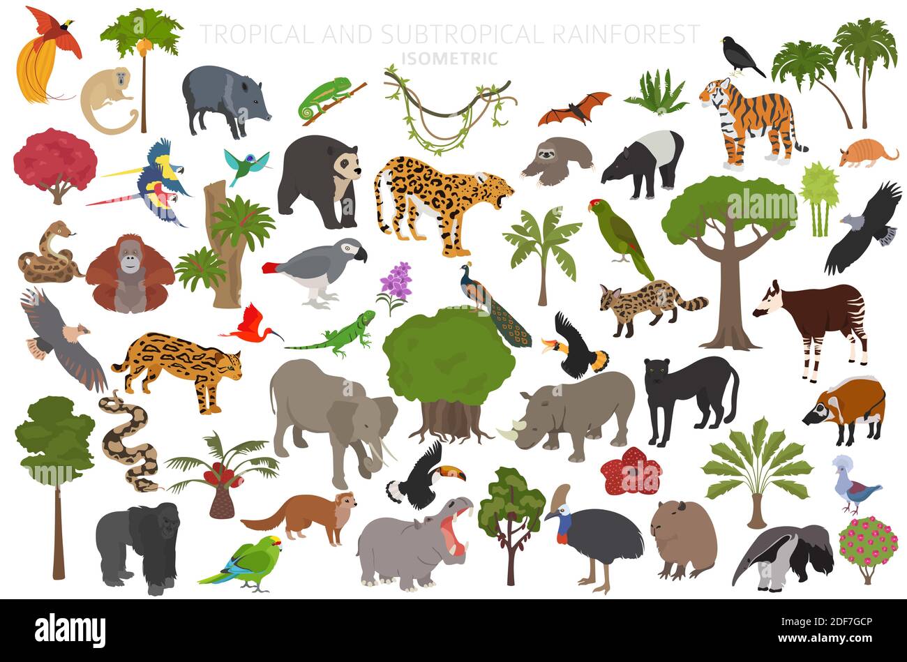 Tropical And Subtropical Rainforest Biome Natural Region Infographic