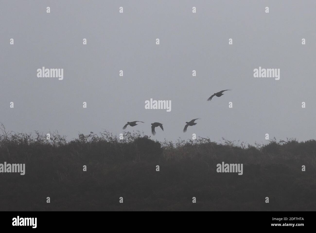 Birds in four seasons hi-res stock photography and images - Alamy