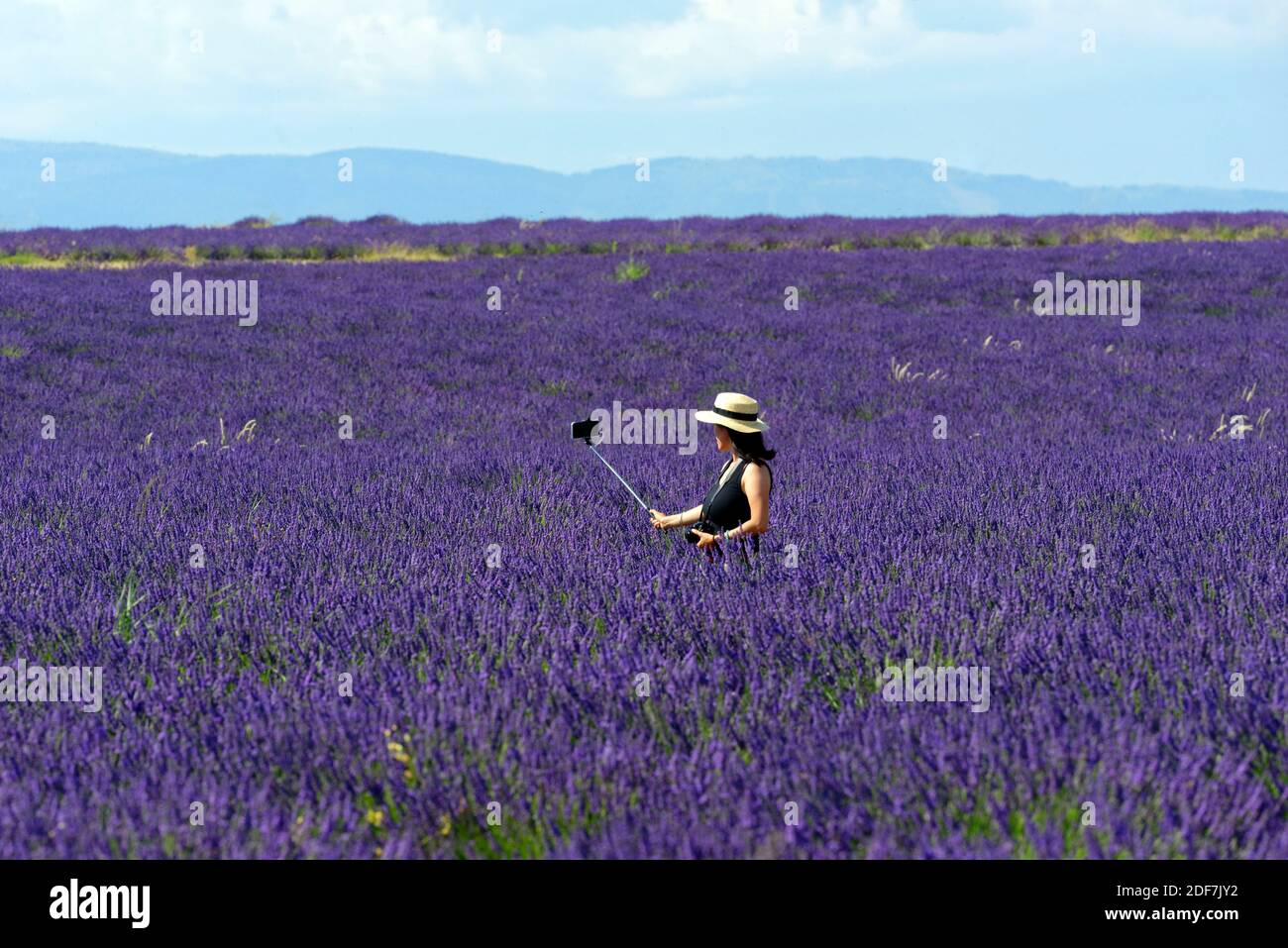 France, Alpes de Haute Provence, Verdon natural regional parc, plateau ...