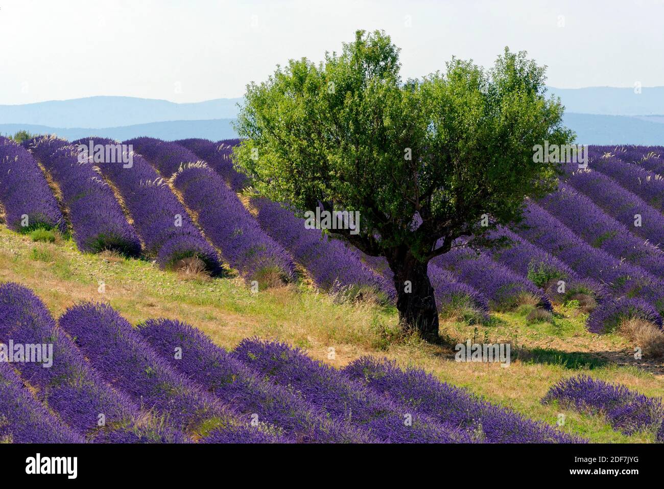 France, Alpes de Haute Provence, Verdon natural regional parc, plateau ...