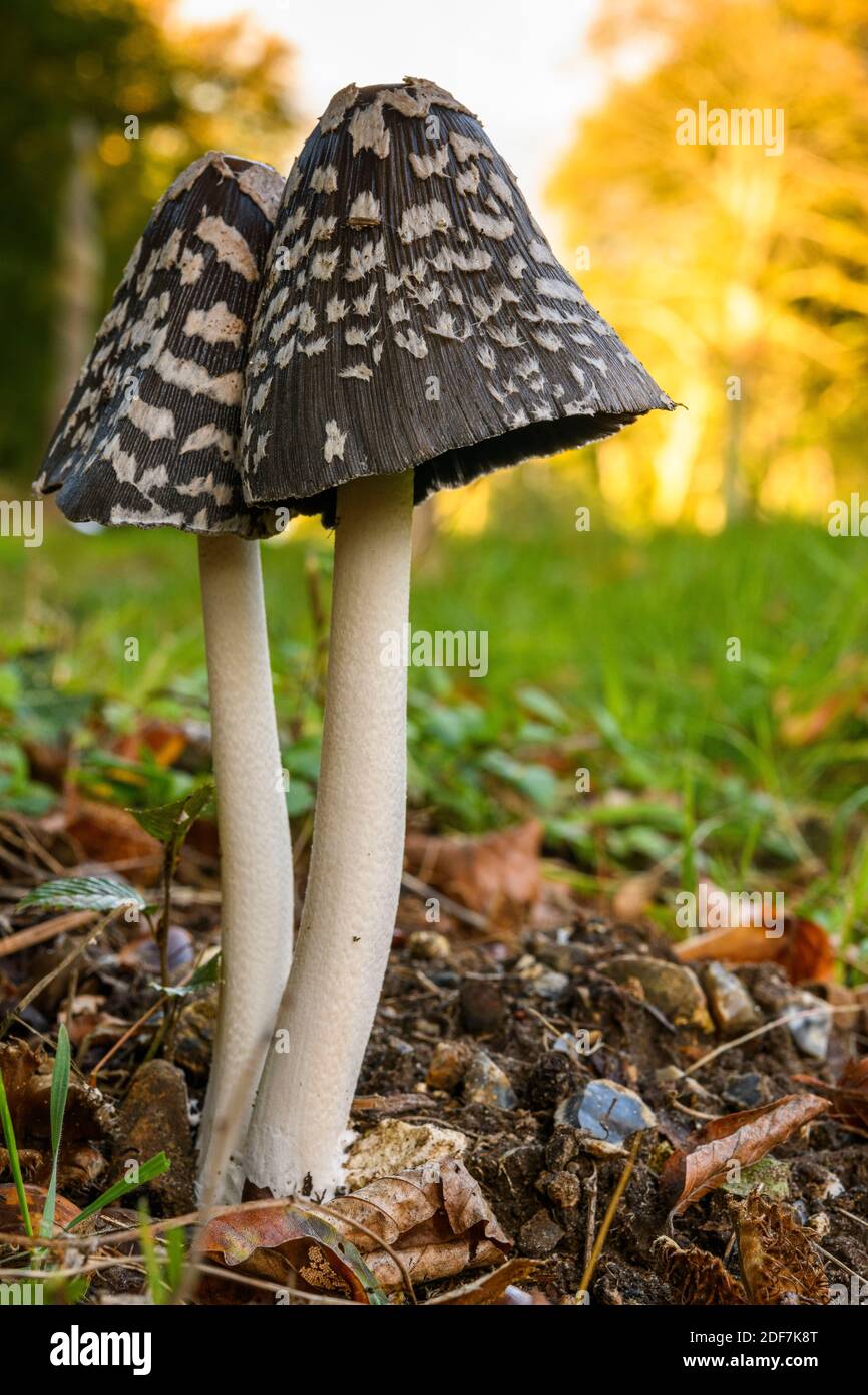France, Somme (80), Cr?cy-en-Ponthieu, Cr?cy forest, Mushroom, Coprinus ...