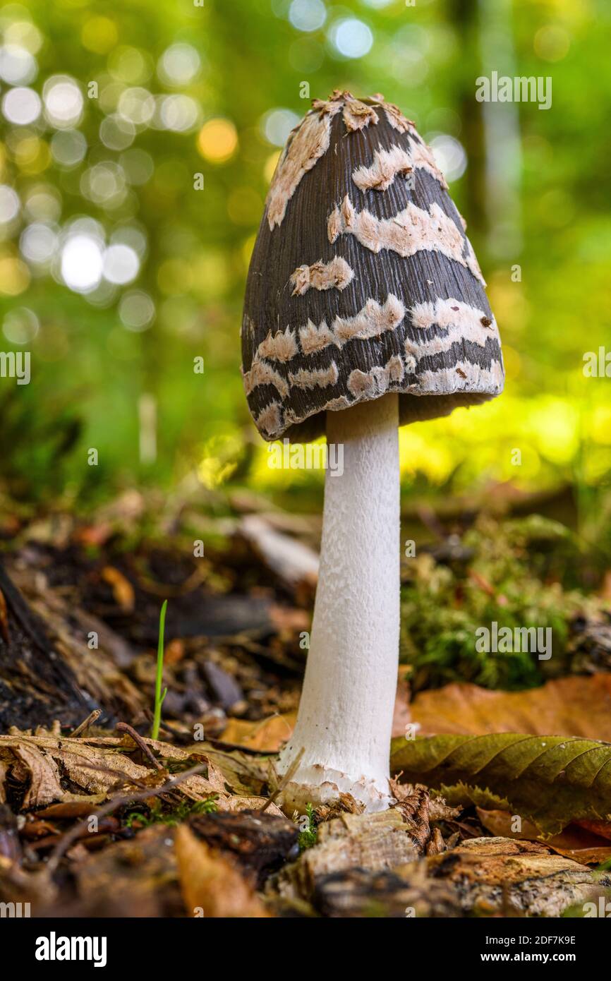 France, Somme (80), Cr?cy-en-Ponthieu, Cr?cy forest, Mushroom, Coprinus ...