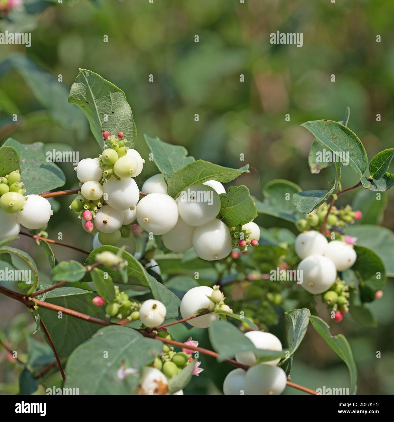 Snowberry summer hi-res stock photography and images - Alamy