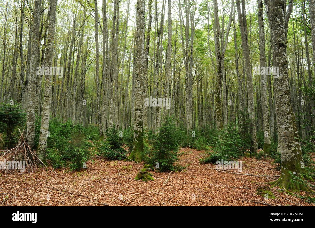 Larra hi-res stock photography and images - Alamy