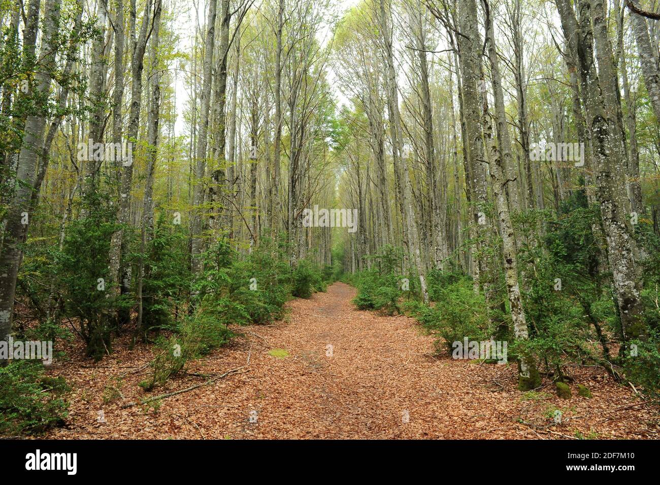 Larra natural reserve hi-res stock photography and images - Alamy