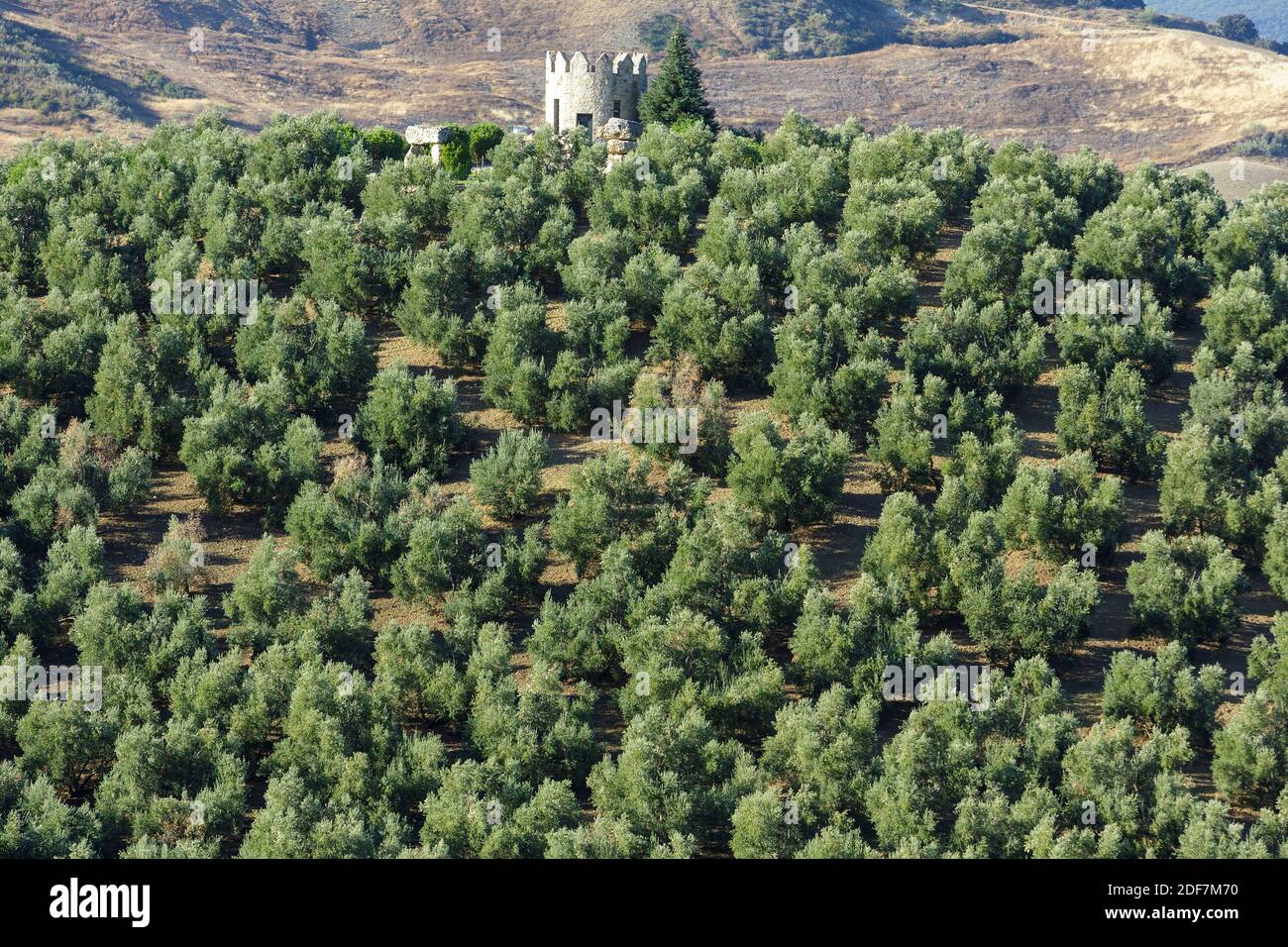 Spain, Andalusia, Cadiz Province, farm and olive trees along the road ...