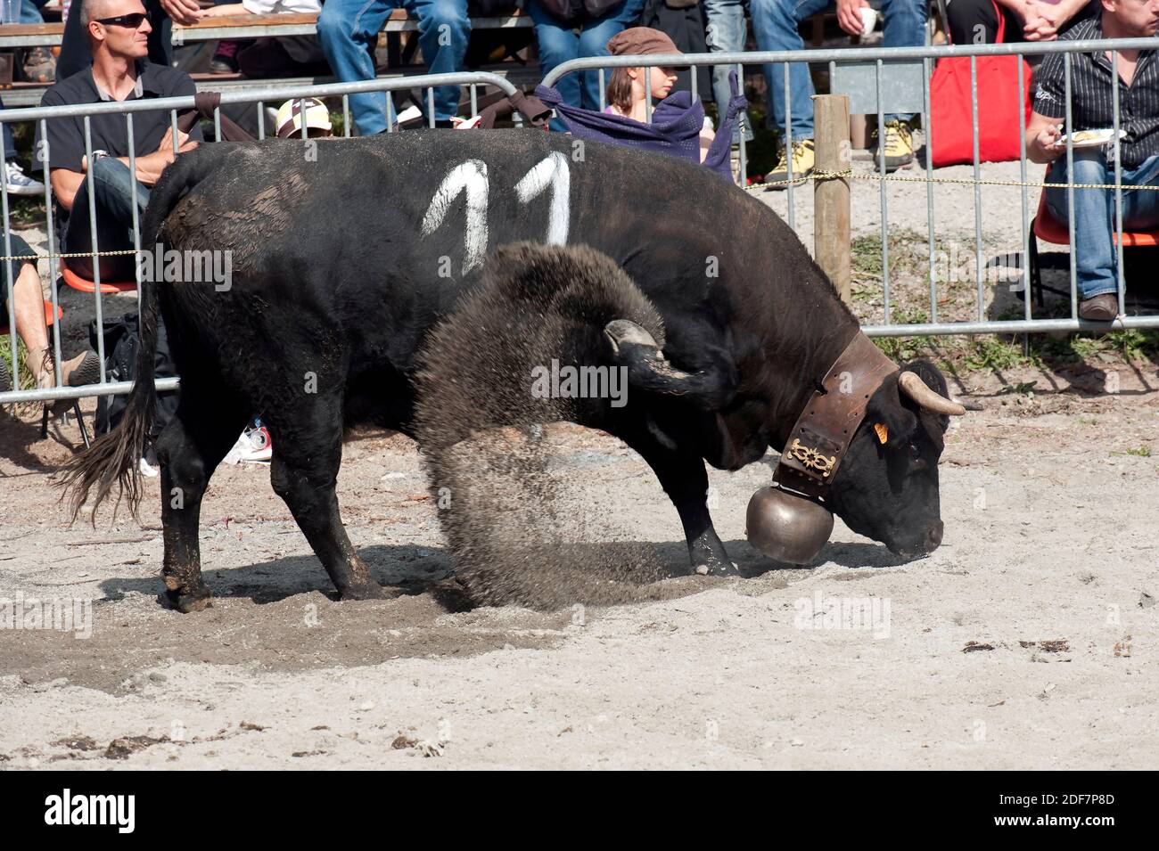 France, Haute Savoie, Massif of Mont Blanc, Chamonix, fight of cow ...