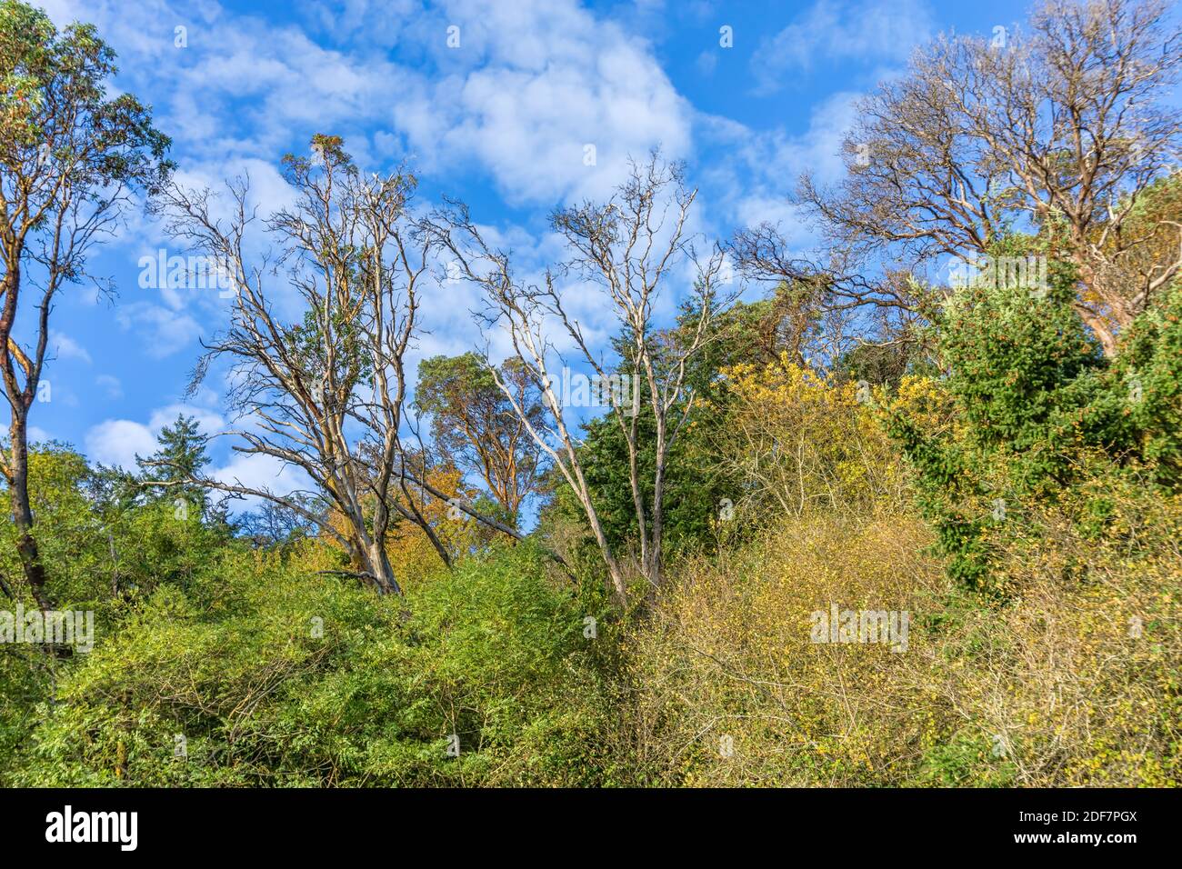 Skinny tree hi-res stock photography and images - Alamy